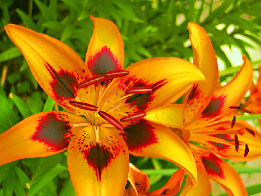 Mexican Flowers for Your Dream Destination Wedding in the Riviera Maya ...